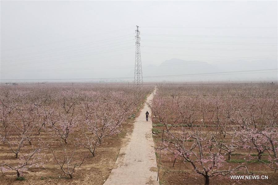 Peach flower festival attracts visitors in Pinggu District, Beijing
