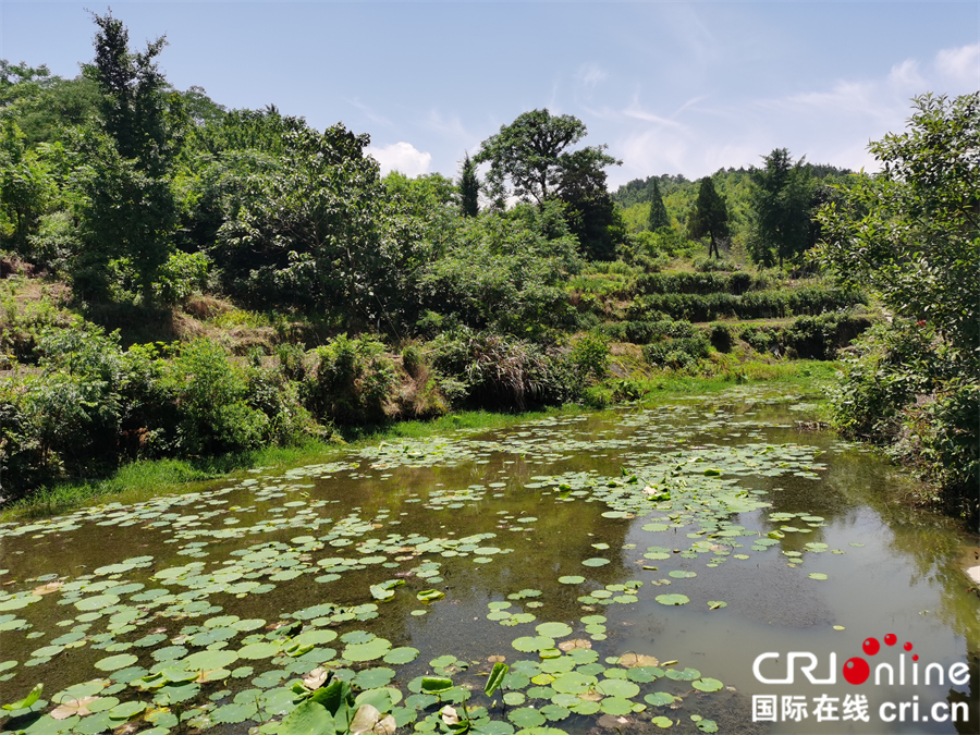 麻城森林乡村美如画-国际在线