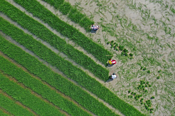 Pengshui County, Chongqing, China: Busy-farming Scenes in a Rural Area