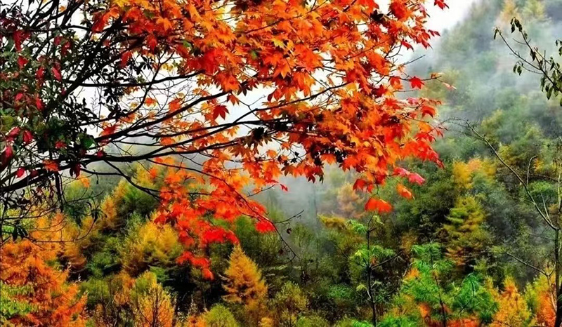 Chaotian District, Guangyuan, Sichuan: Beautiful Autumn Scenery in ...