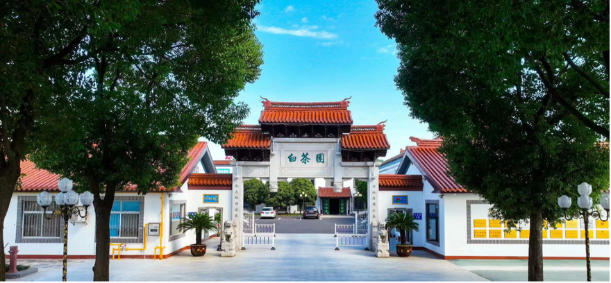 Hello World: This is Doushan White Tea Plantation