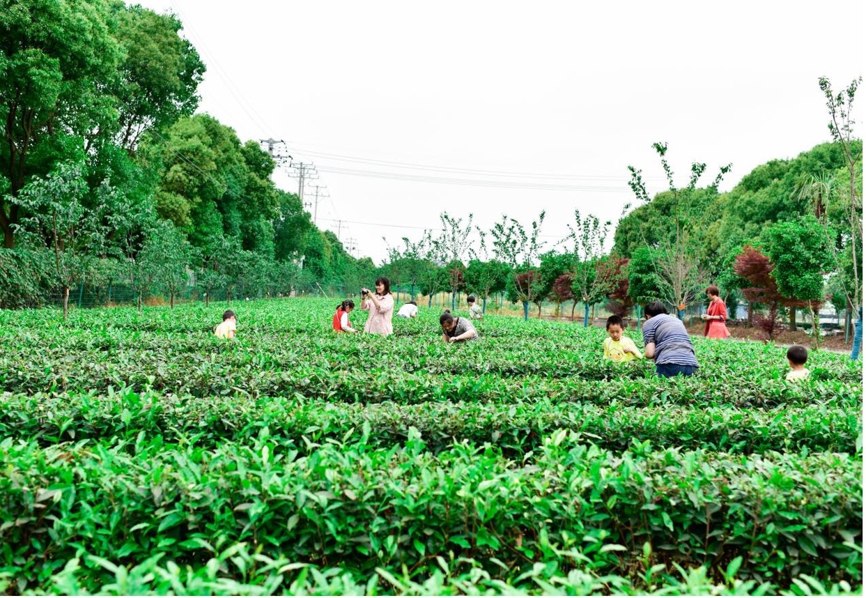 Hello World: This is Doushan White Tea Plantation