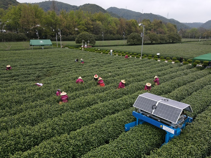 杭州：龙井茶园用上机器人采茶工 国际在线