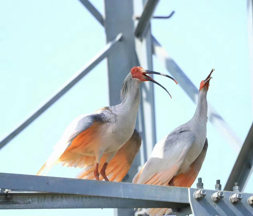 State Grid Shaanxi: Protecting Birds with Better Transmission Towers
