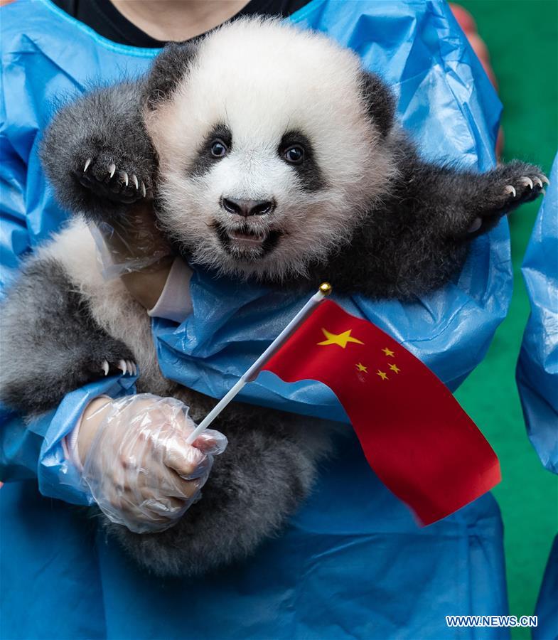7 new born panda cubs make public debut in Chengdu