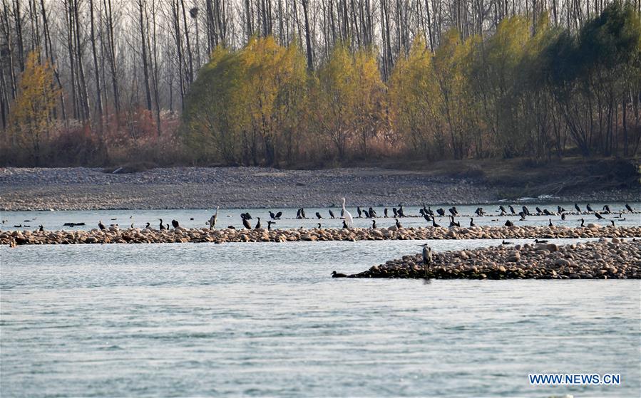 Birds seen in Yellow River Wetland National Nature Reserve in Luoyang ...