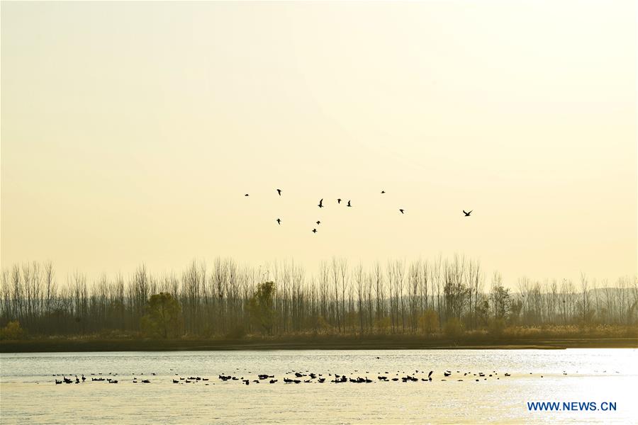Birds seen in Yellow River Wetland National Nature Reserve in Luoyang ...