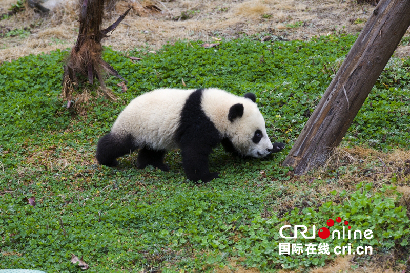 Sichuan of China Started a Global Name-Collecting Campaign for Four ...