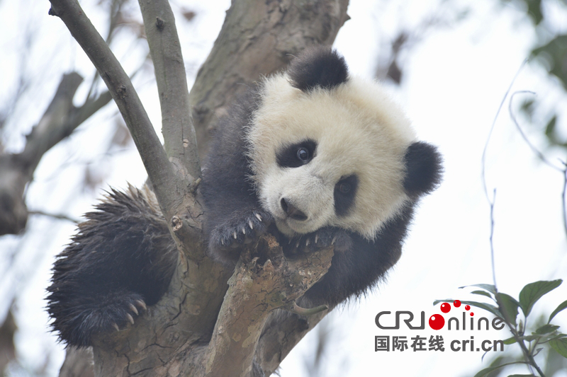 Sichuan of China Started a Global Name-Collecting Campaign for Four ...