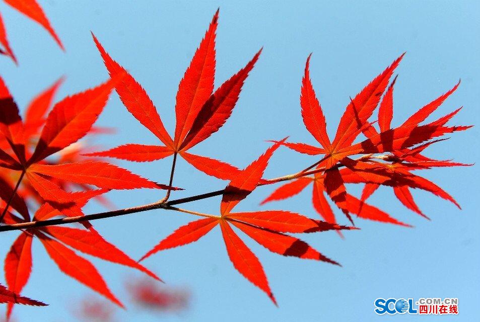 绚丽的红枫叶红满都市大街小巷-国际在线